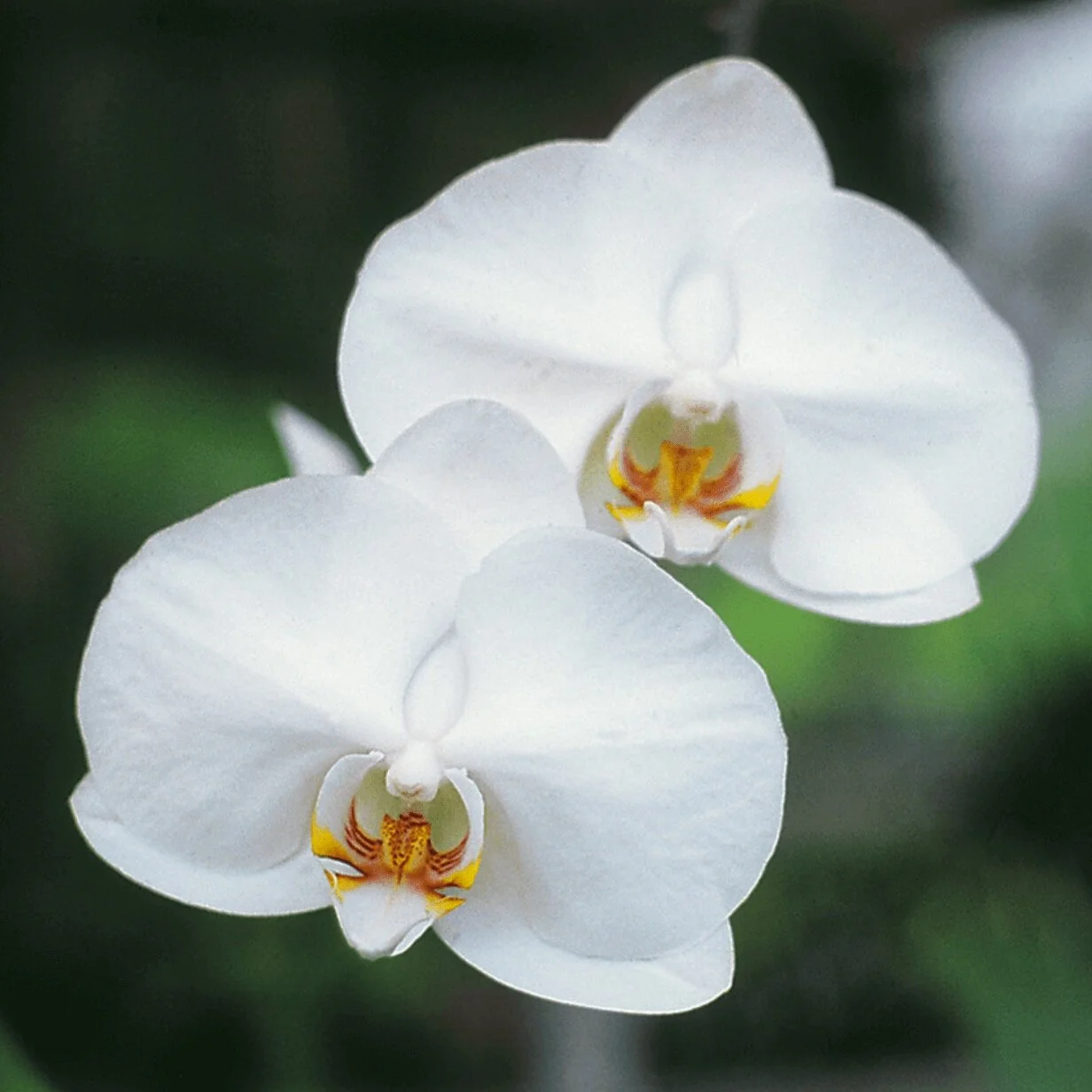 White phalaenopsis orchid store
